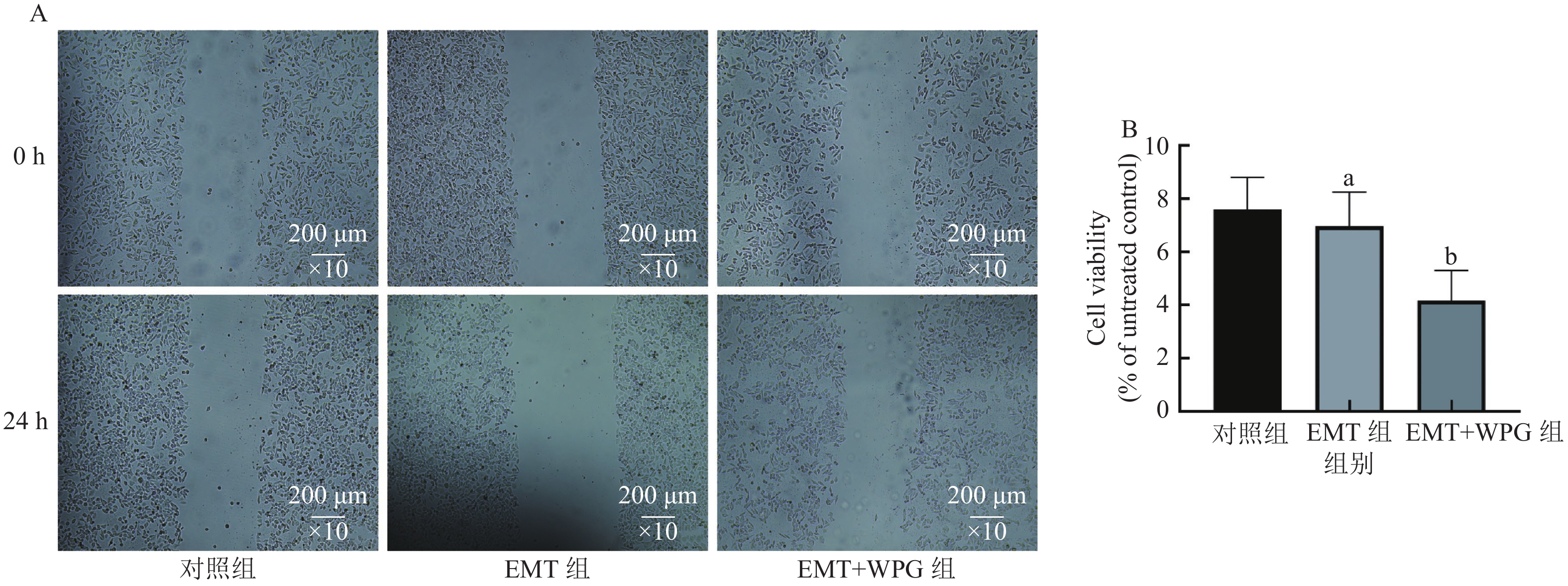 Mechanism of action of Bifidobacteria on PI3K/AKT signaling pathway in ...